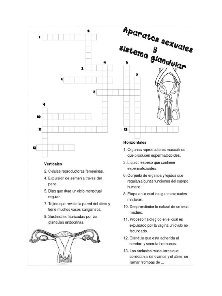 Organo Reproductor Femenino y Masculino | PDF