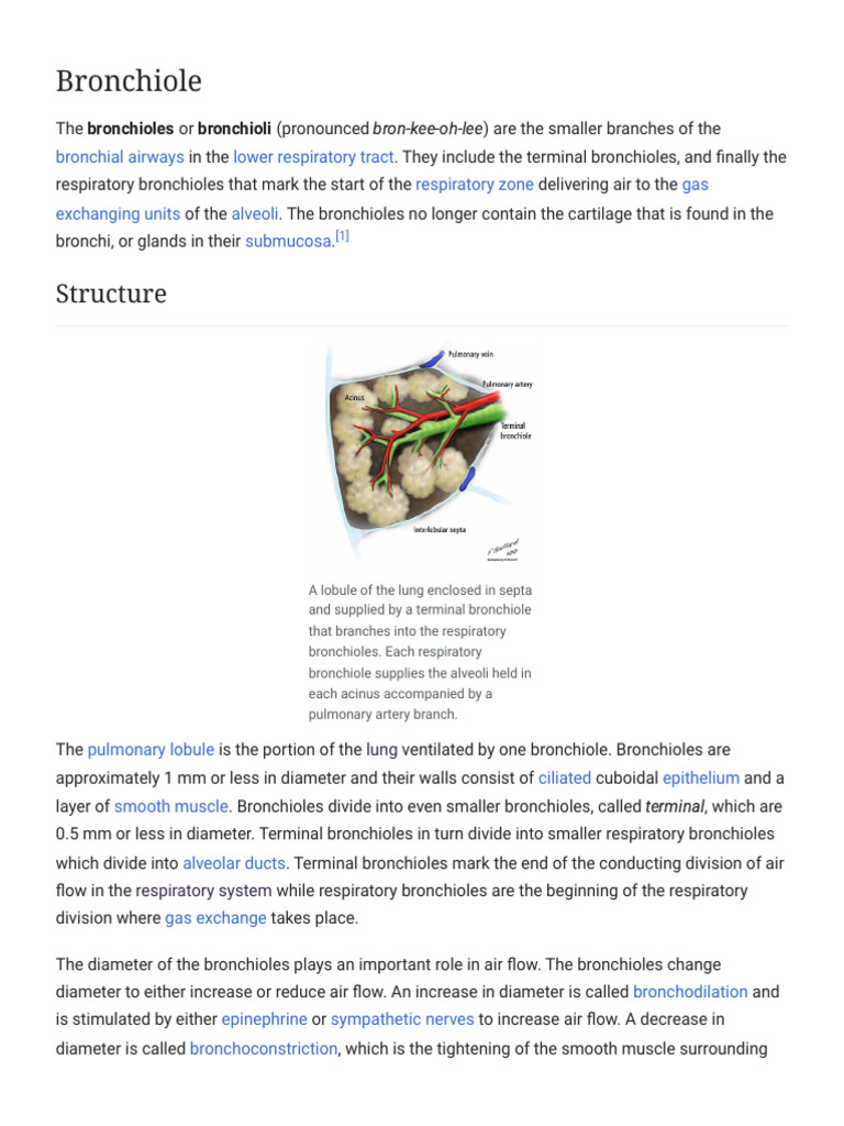 Bronchiole: Structure | PDF