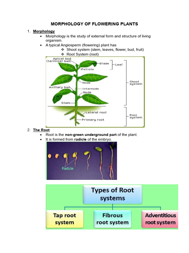 Chap 5 Morphology of Flowering Plants Typed Note | PDF