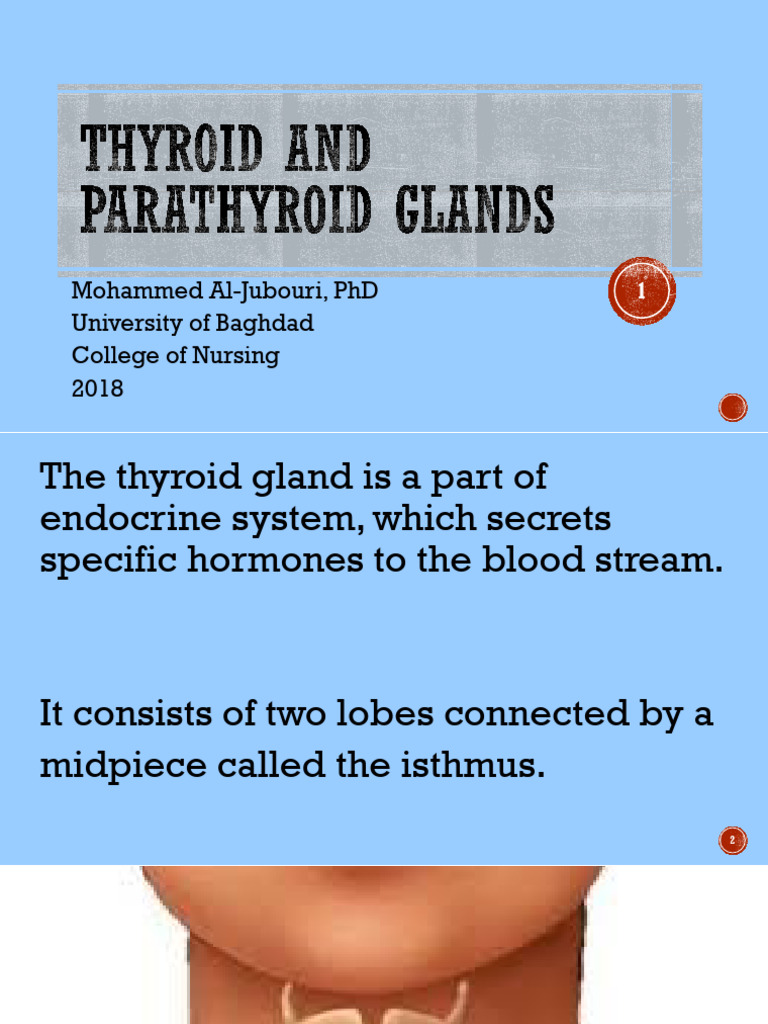 Thyroid and Parathyroid Glands | PDF | Hypothyroidism | Thyroid