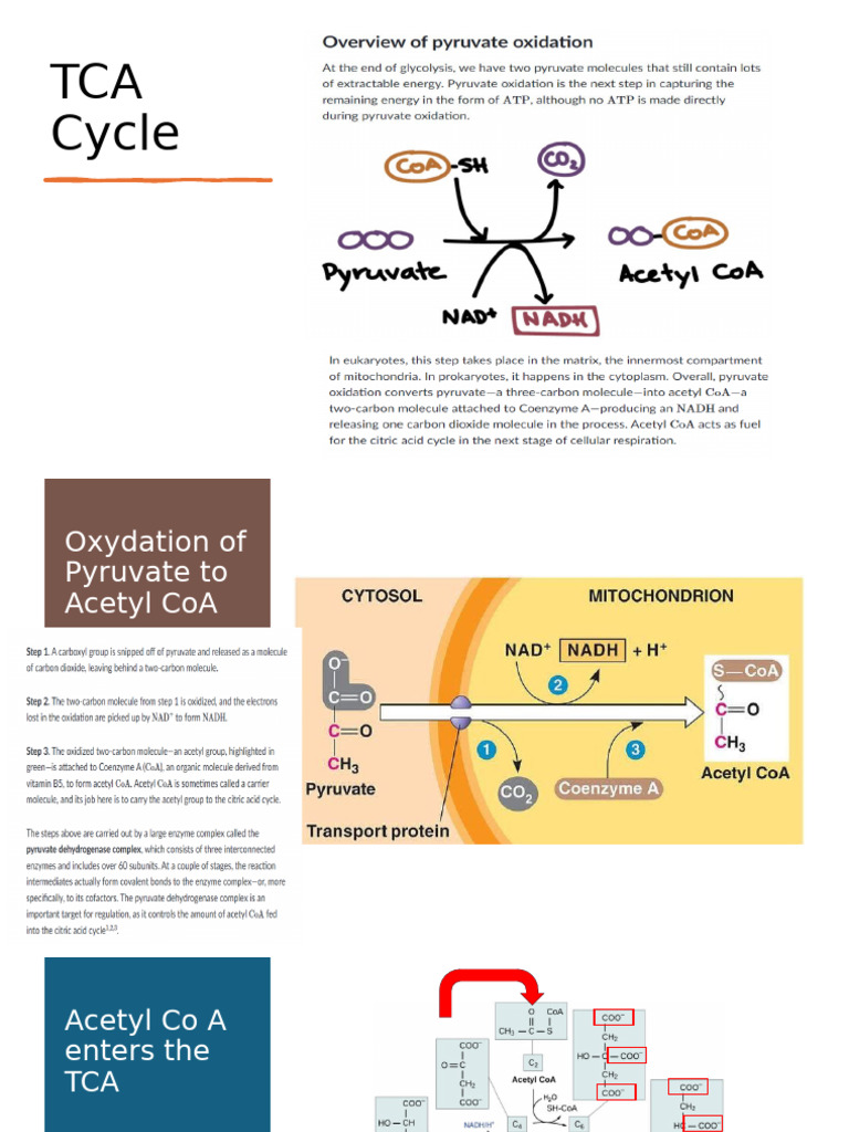 TCA Cycle | PDF