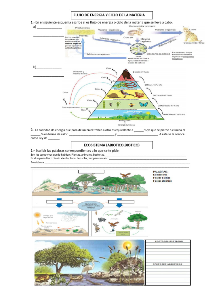 FLUJO DE ENERGIA ECOSISTEMA | PDF