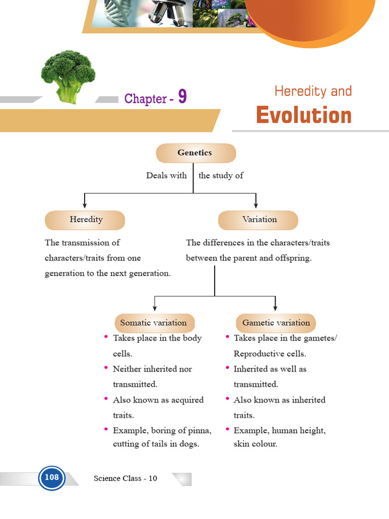 ch9 Heredity & Evolution.10th | PDF | Dominance (Genetics) | Home & Garden