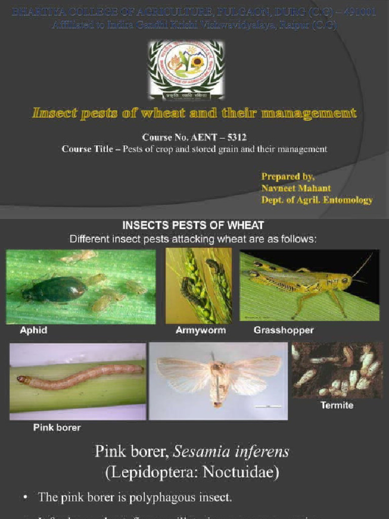 Insect Pests of Wheat and Their Management | PDF
