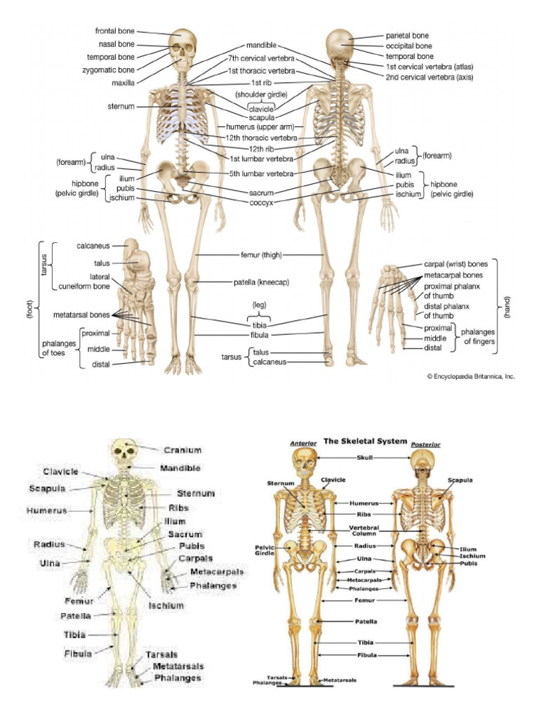 BONES | PDF