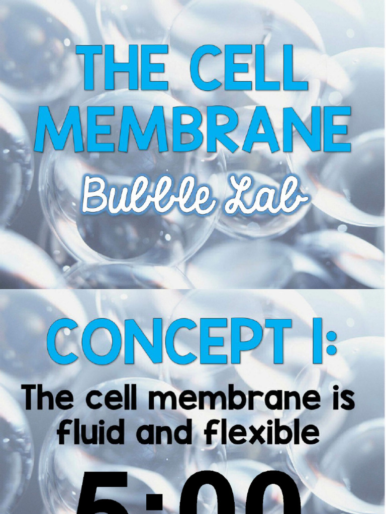 Cell Membrane Bubble Lab | PDF