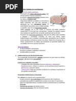 Tema 9 - Tipos Histológicos de Hueso. Periostio y Endostio | PDF