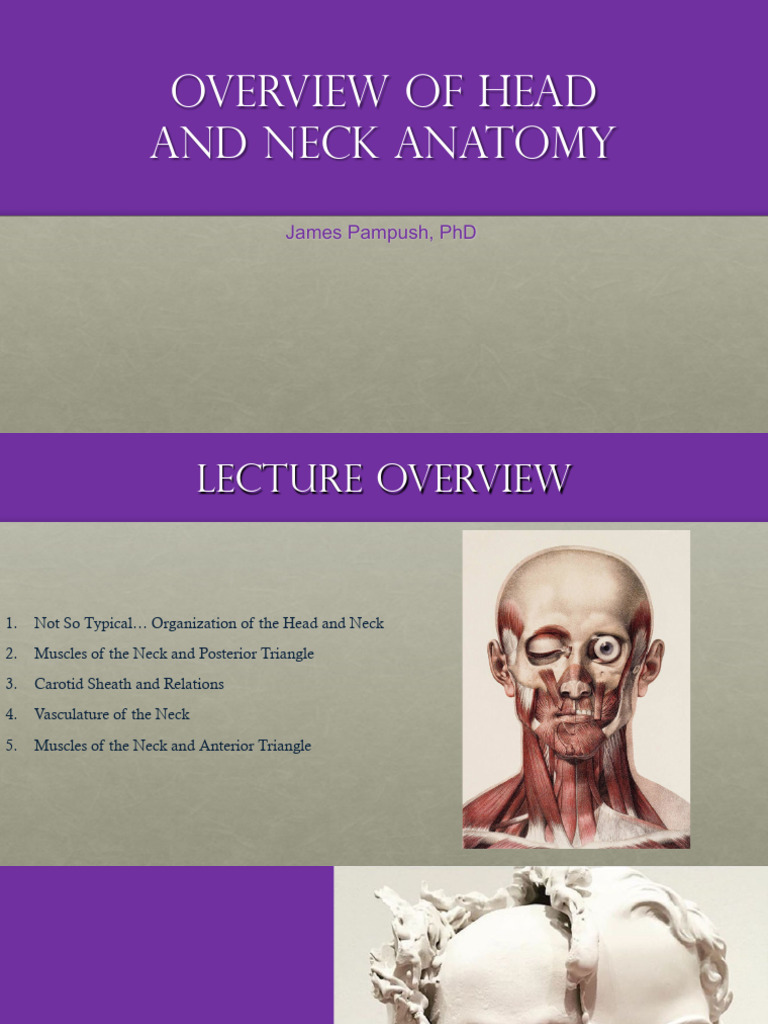 Head and Neck Organization, Neck | PDF
