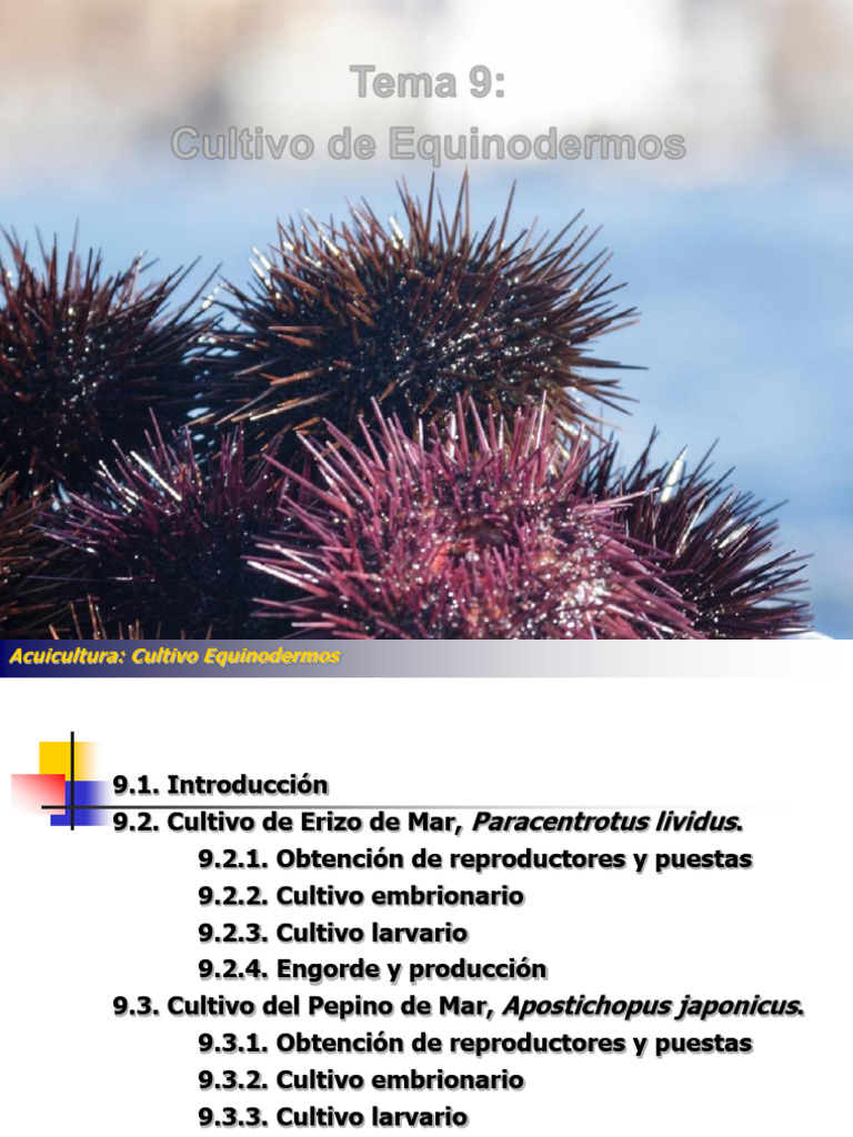 11 - Cultivo de Equinodermos | PDF