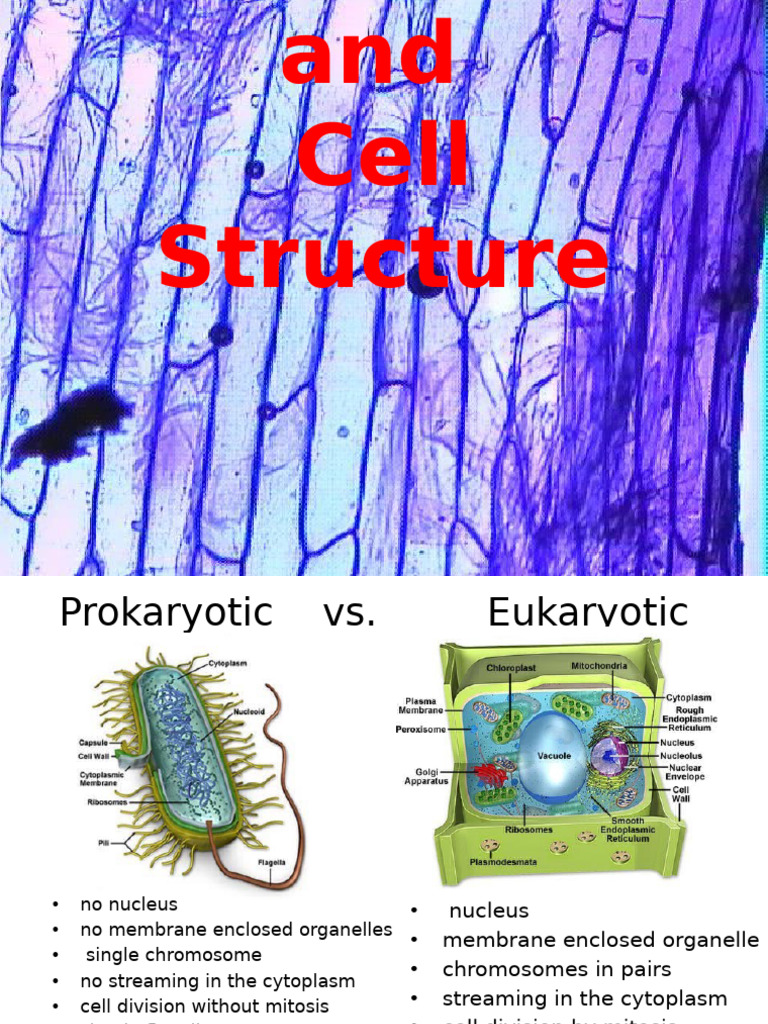 Cells | PDF | Cell (Biology) | Science & Mathematics