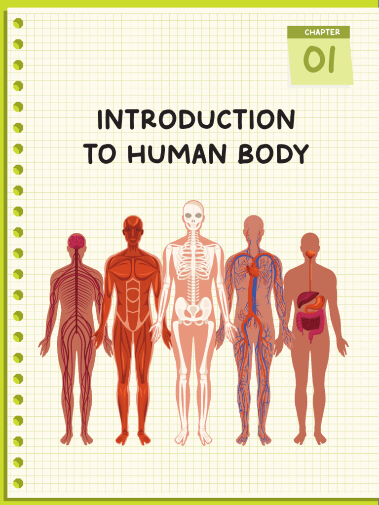 (?ɾιGO ️) Introduction to Human Body | PDF | Human Body | Anatomical ...