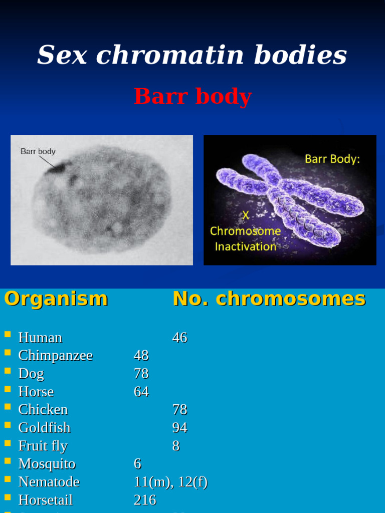 Barr Body | PDF