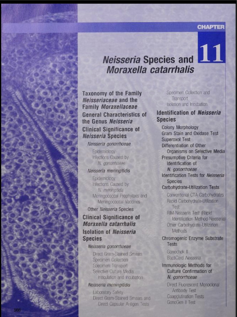Chapter 11-Neisseria SPP and Moraxella | PDF