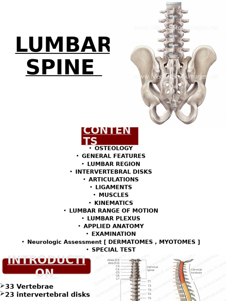 Lumbar Spine Real | PDF