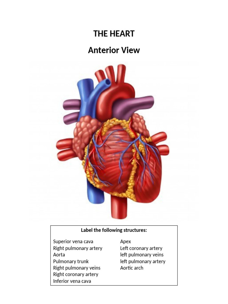 Heart Diagrams | PDF