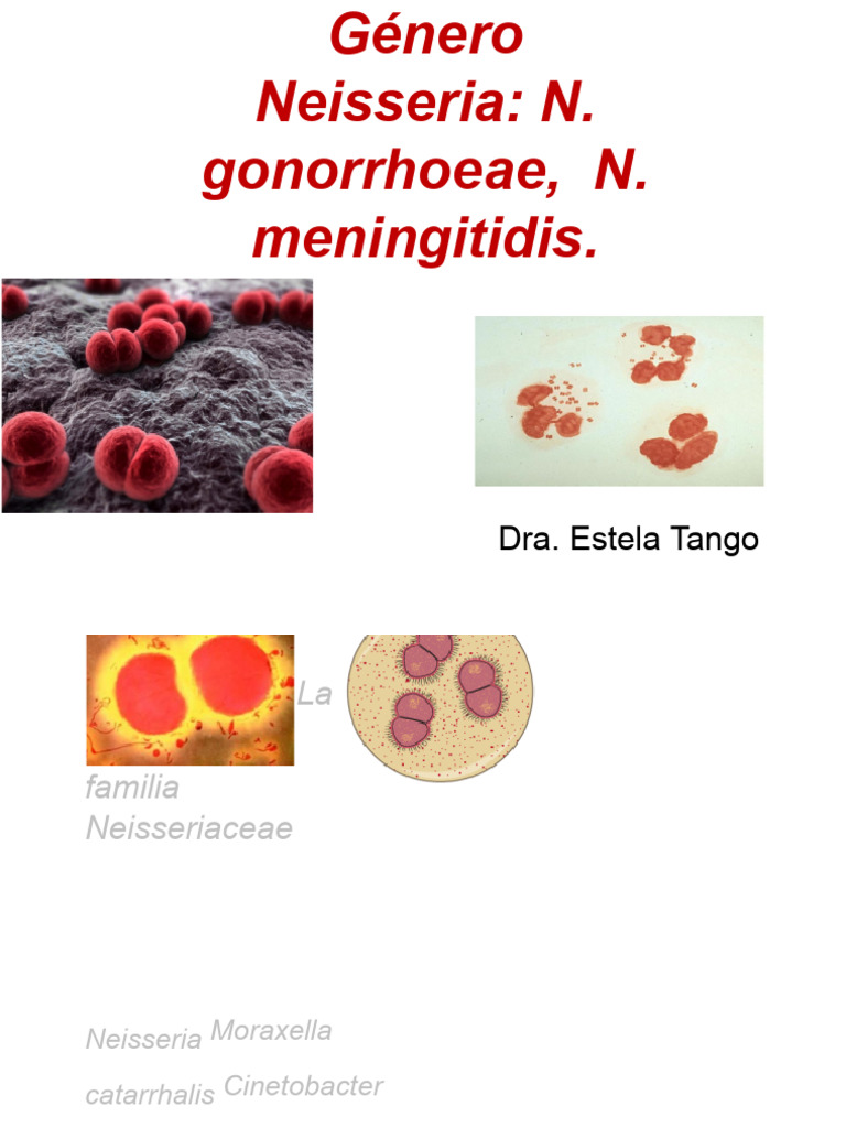 Neisseria | PDF