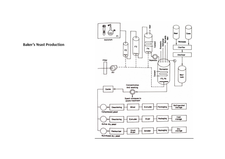 Yeast Produciton | PDF