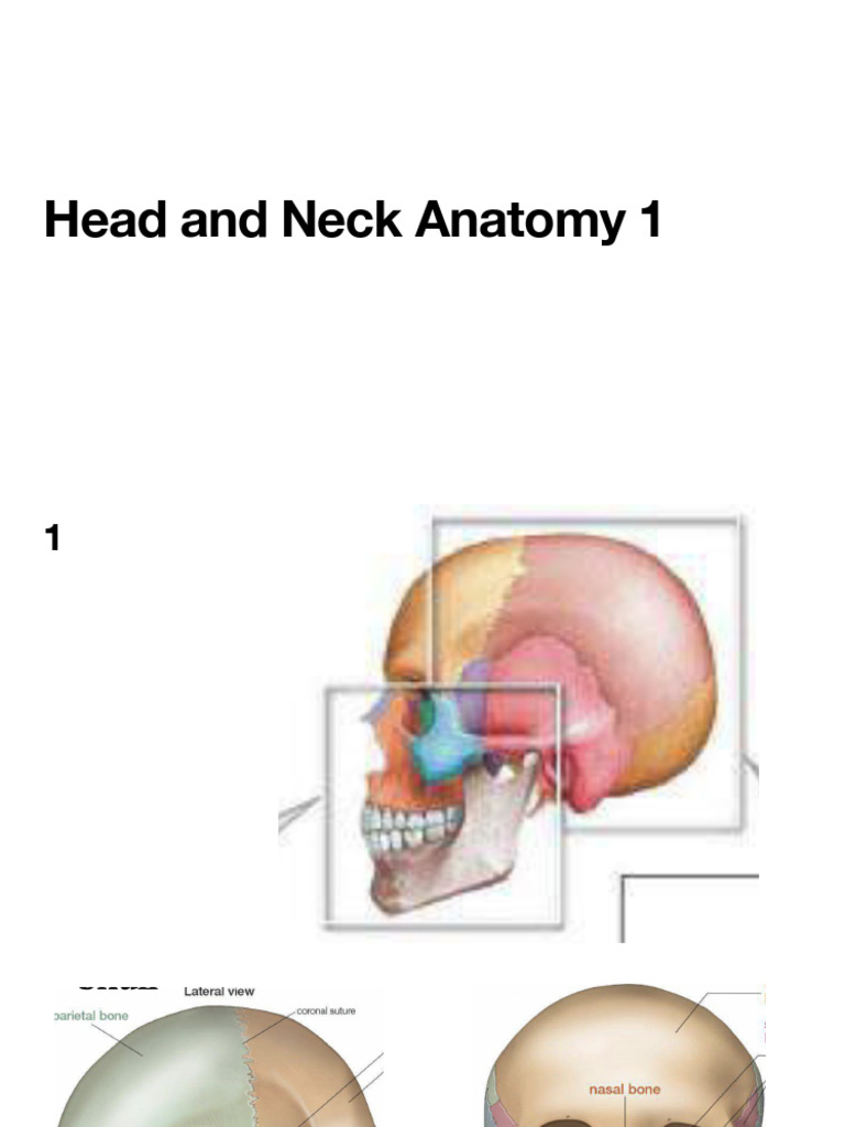 Head and Neck 1 anatomy | PDF