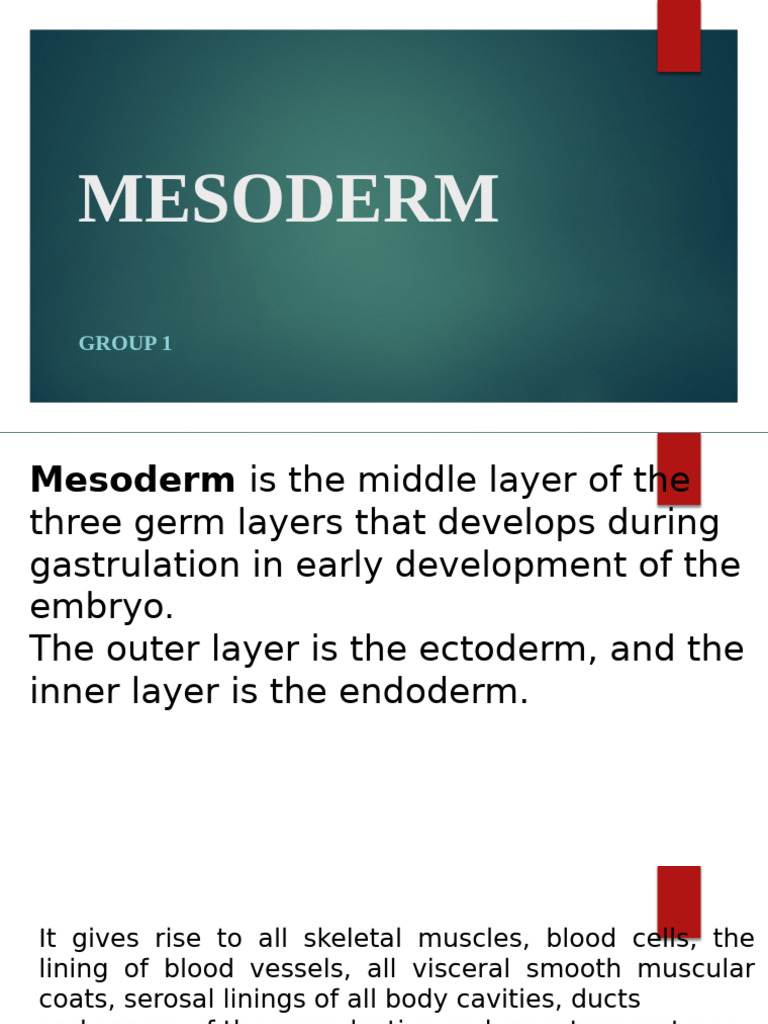 Mesoderm Development and Derivatives | PDF | Tissue (Biology) | Science & Mathematics