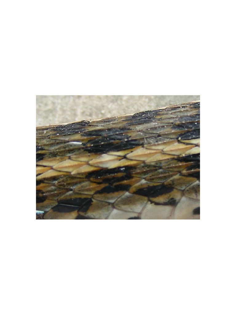 Scale _ Morphology, Taxonomy & Anatomy _ Britannica | PDF