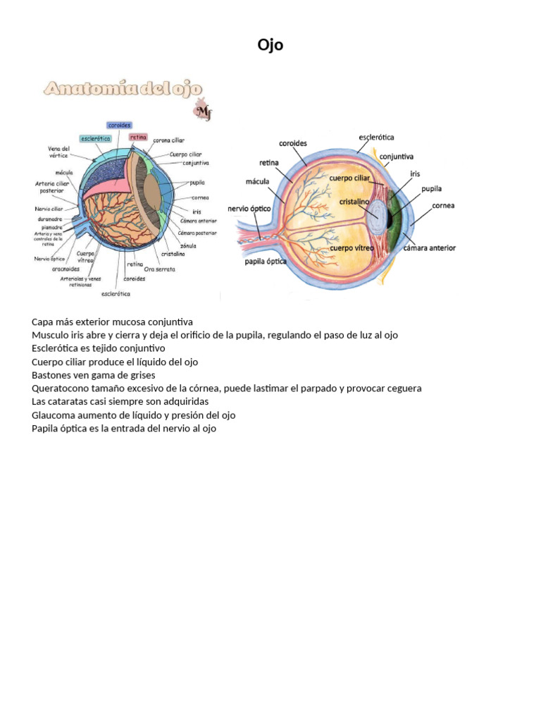 Ojo Apunte Anato | PDF