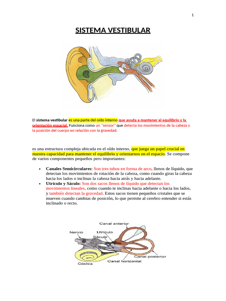 2 - Sistema Vestibular | PDF