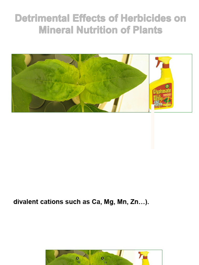 AA Glyphosate and Mineral Nutrition | PDF