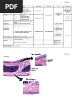 Specialised Animal Cells - Living Organisms - KS3 Biology - BBC ...