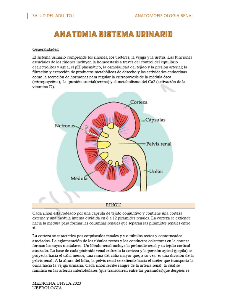 Anatomia Sistema Urinario | PDF