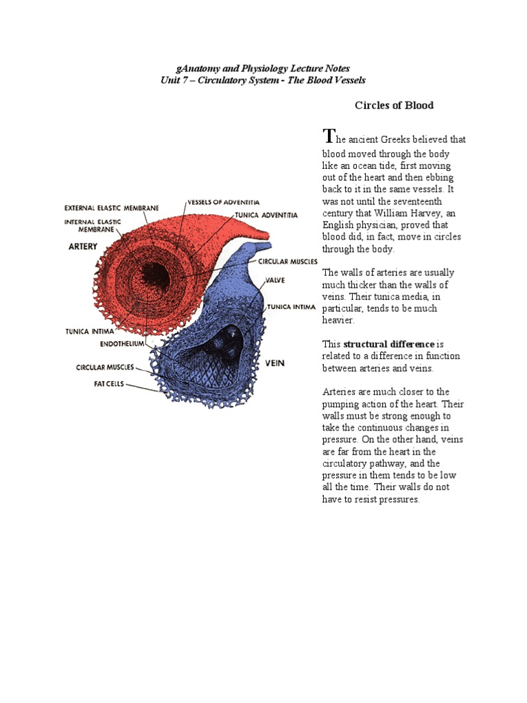 Circulatory System: Blood Vessels Overview | PDF | Capillary | Aorta