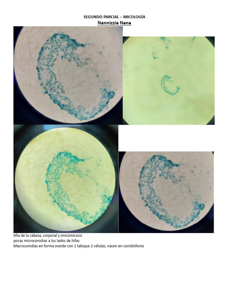 Práctica Segundo Parcial - Organized | PDF