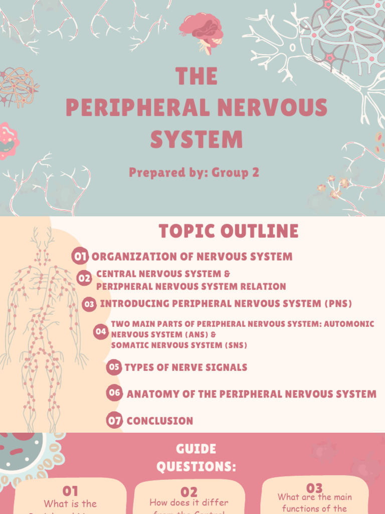 The-Peripheral-Nervous-System | PDF