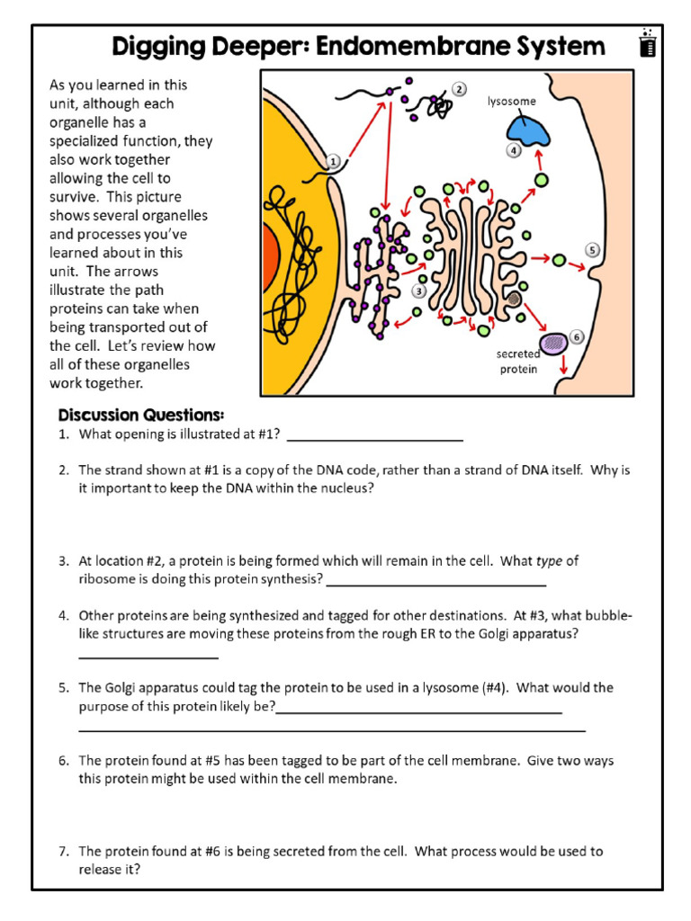 Digging Deeper - Endomembrane System 2 | PDF