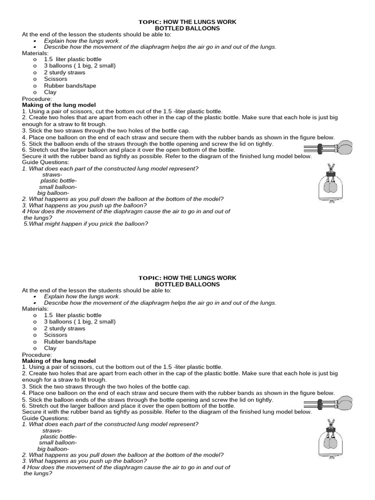 Lung Model Instruction Activity | PDF