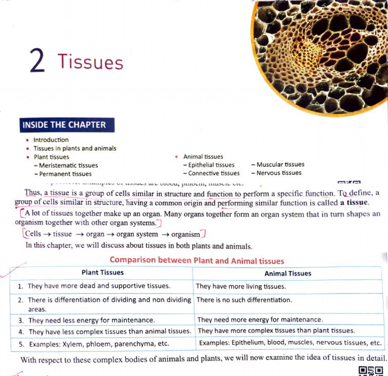 Tissues Notes Class 9th | PDF