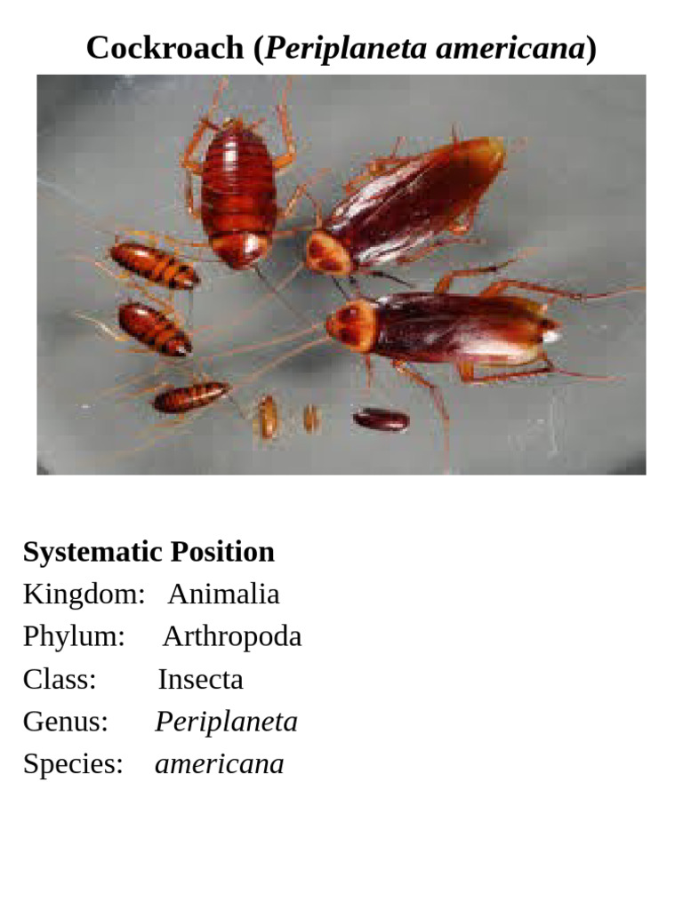 Cockroach | PDF
