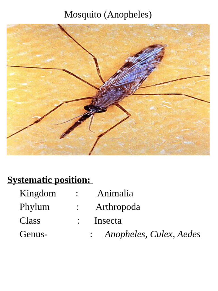 Mosquito | PDF