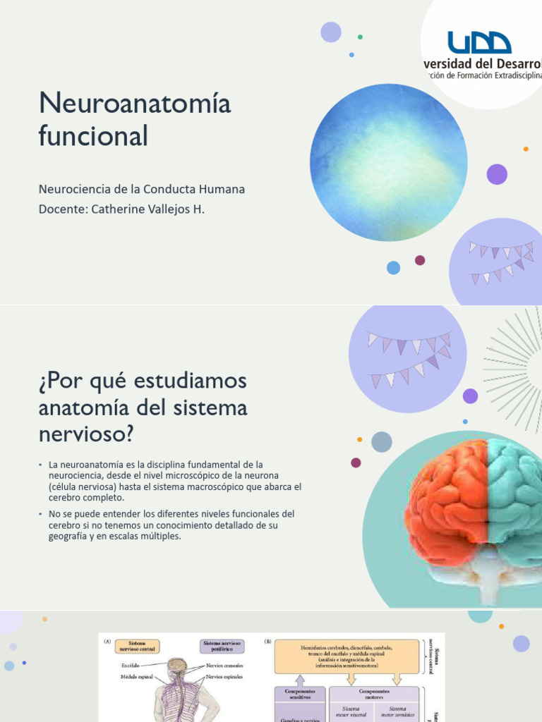 Neuroanatomía Funcional | PDF | Sistema nervioso central | Ciencia y ...