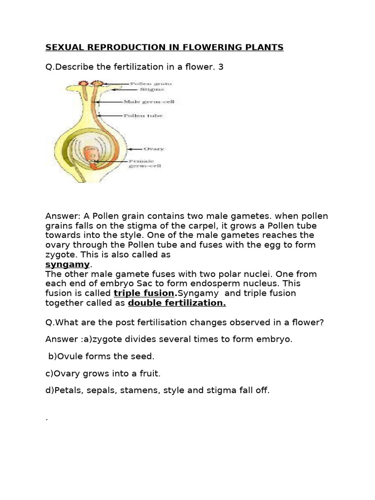 3-Sexual Reproduction in Flowering Plants | PDF