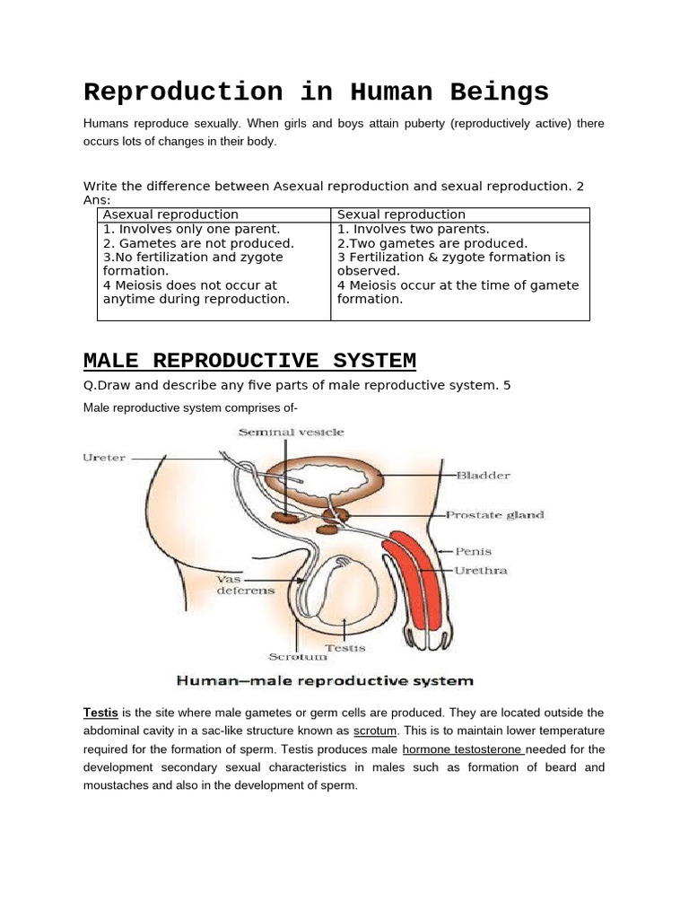 4 Reproduction In Human Beings Pdf