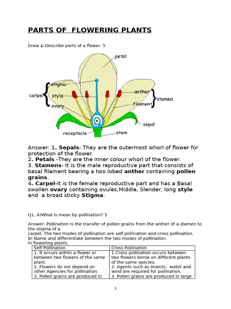 2 Parts of A Flower and Pollination | PDF