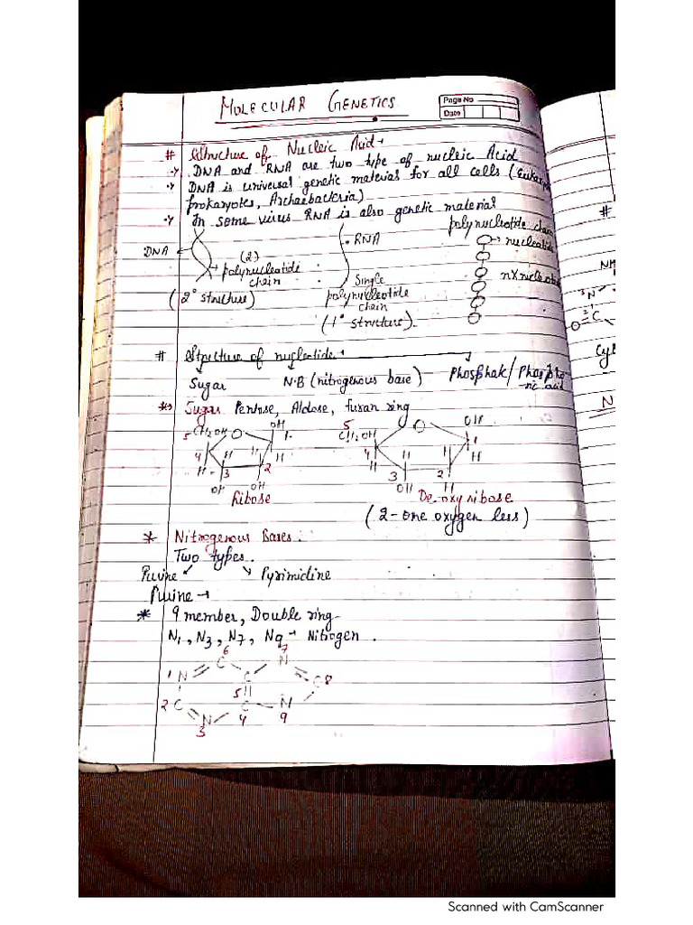 Molecular Basis of Inheritance Hand Written Notes | PDF