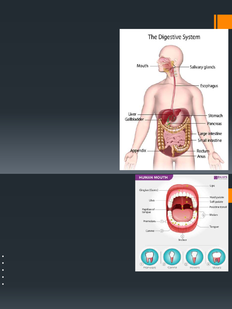 Digestive System (3) | PDF