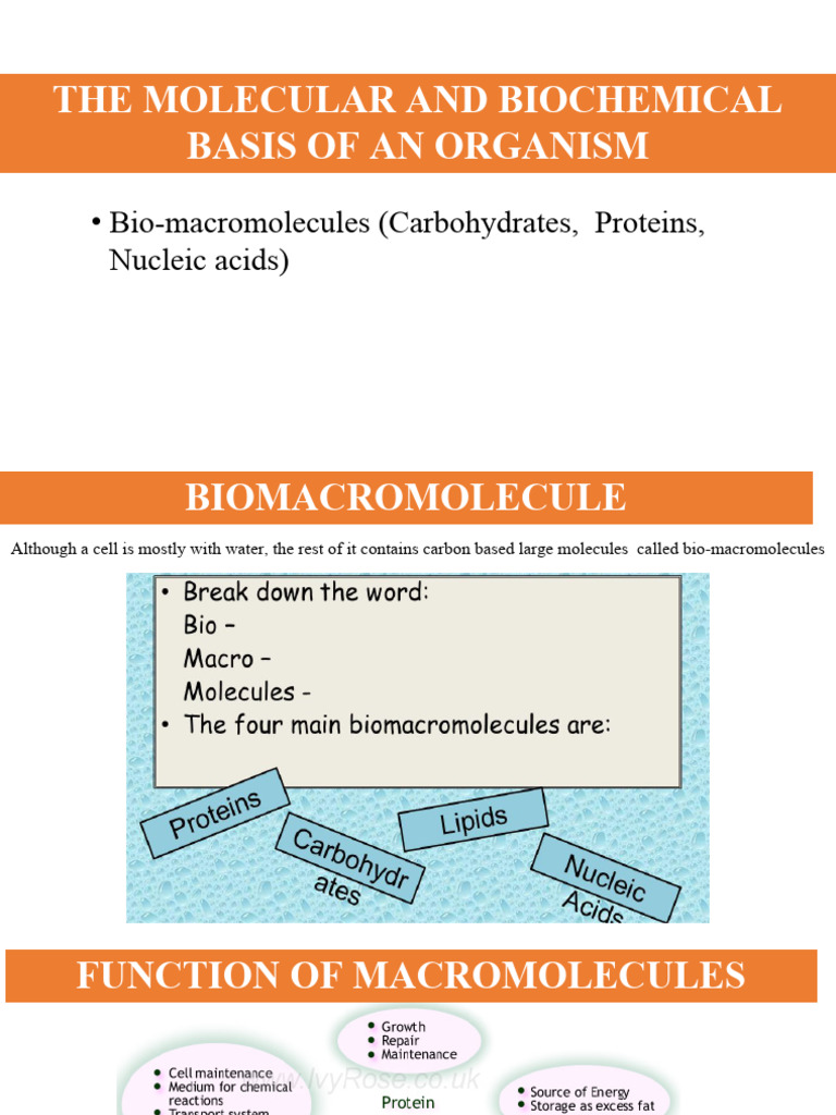 The Molecular and Biochemical Basis of An Organism: Bio-Macromolecules ...