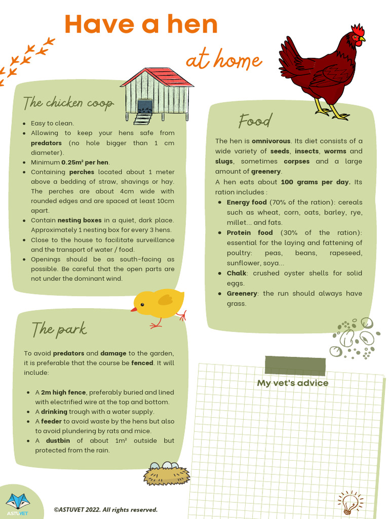 Faff6373-Having A Hen at Home (EN Version) - Tener Una Gallina en Casa ...