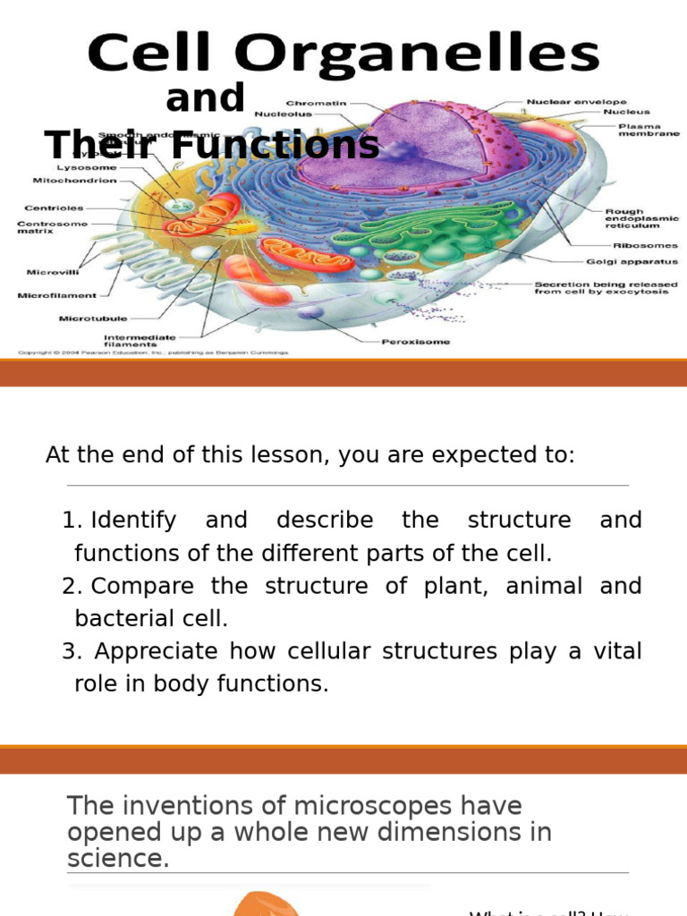 LESSON 2 Cell Organelles and Their Functions | PDF