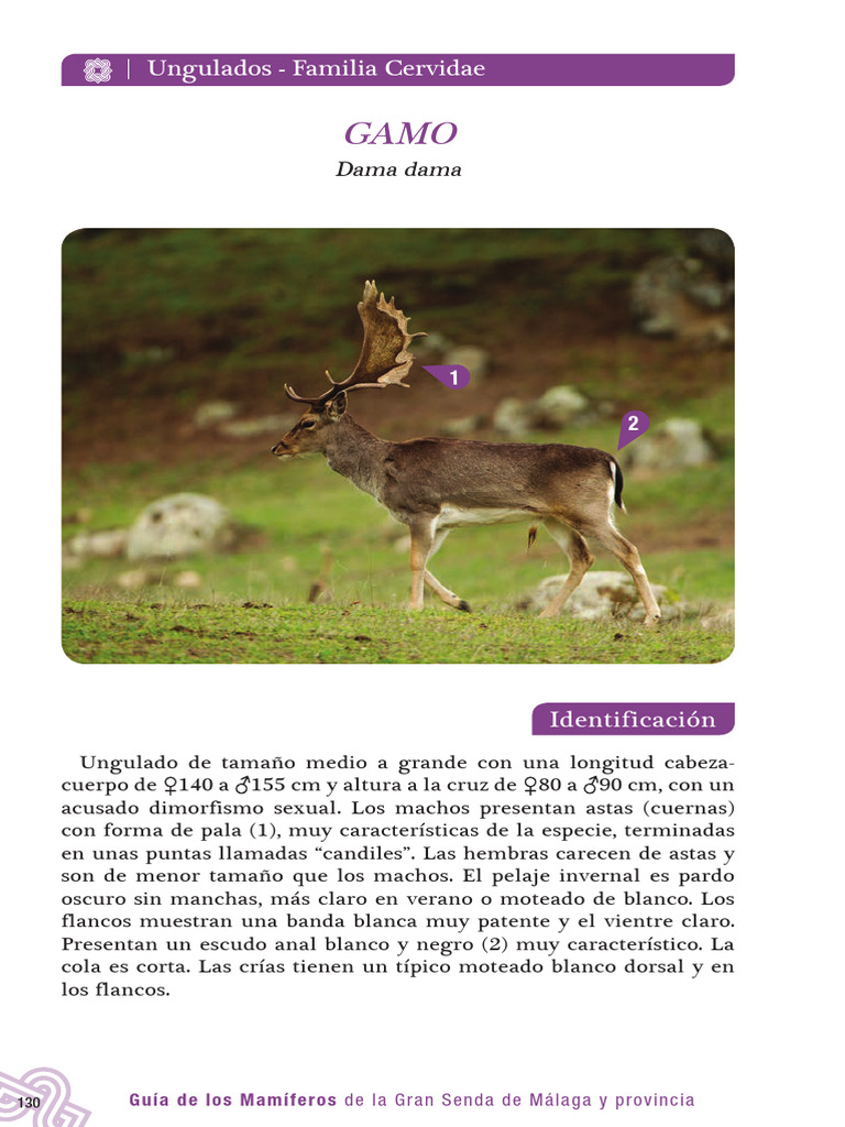 gamo.-ungulado.-guia-de-mamiferos-de-la-gran-senda-de-malaga-y-provincia | PDF