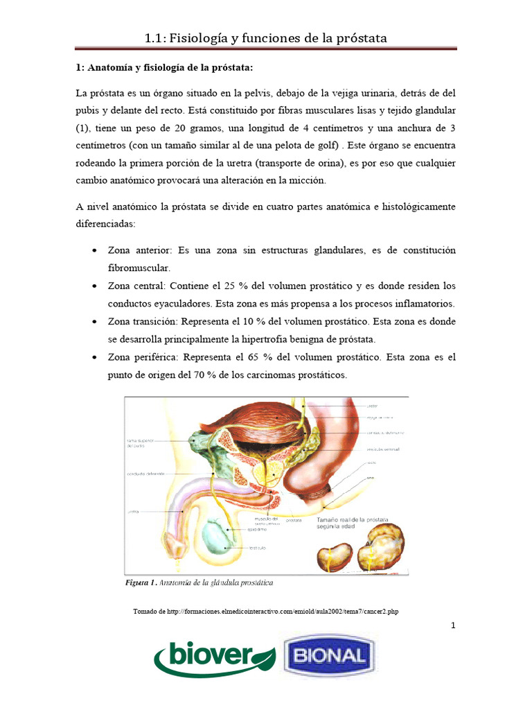 1.1 Funciones y Fisiologia de La Próstata | PDF