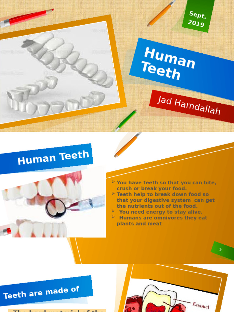 Human Teeth | PDF