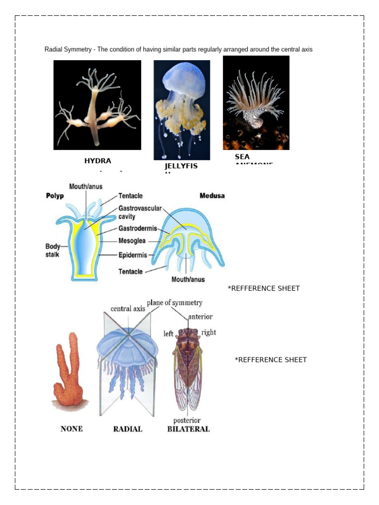 Radial Symmetry | PDF